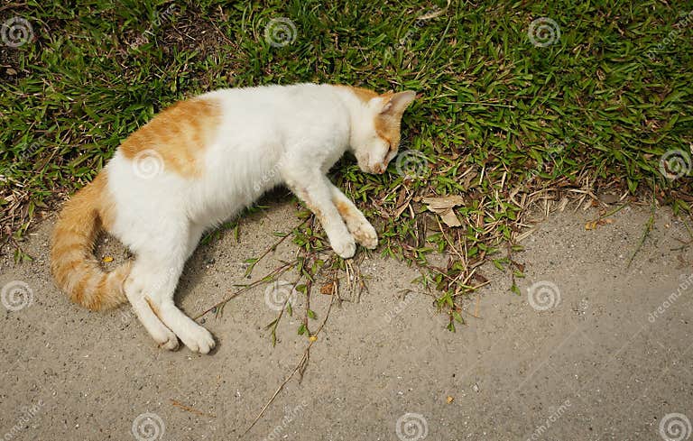 Dead cat at the road side stock image. Image of dead - 96376555
