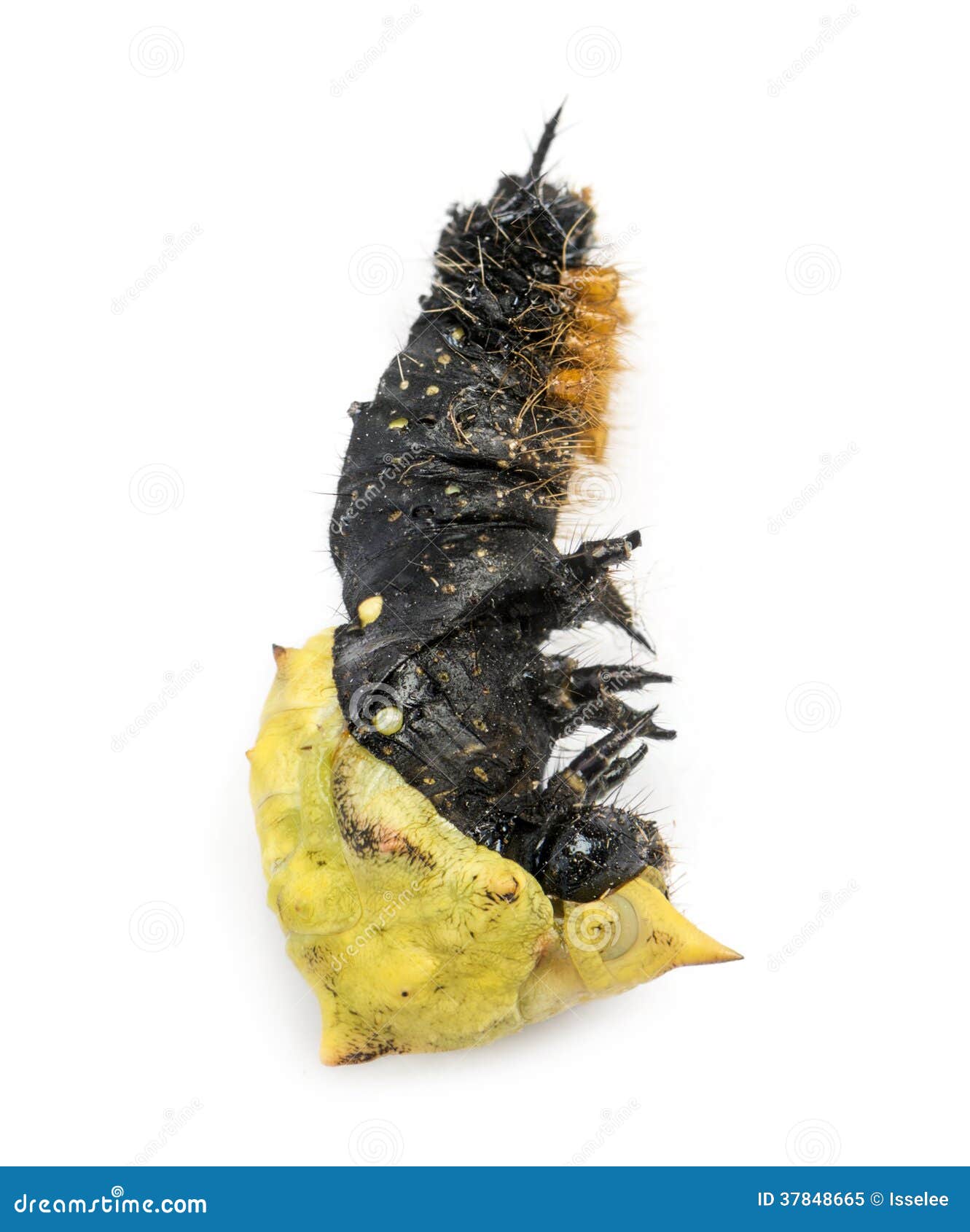 Dead Caterpillar while Transforming in Chrysalid, Isolated Stock Image ...