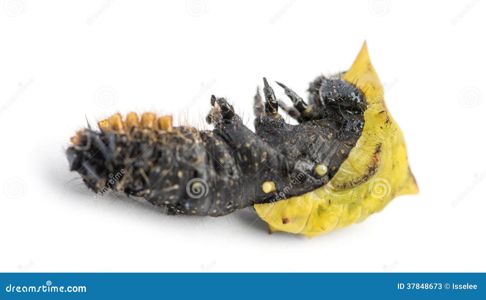 Dead Caterpillar while Transforming in Chrysalid, Isolated Stock Image ...
