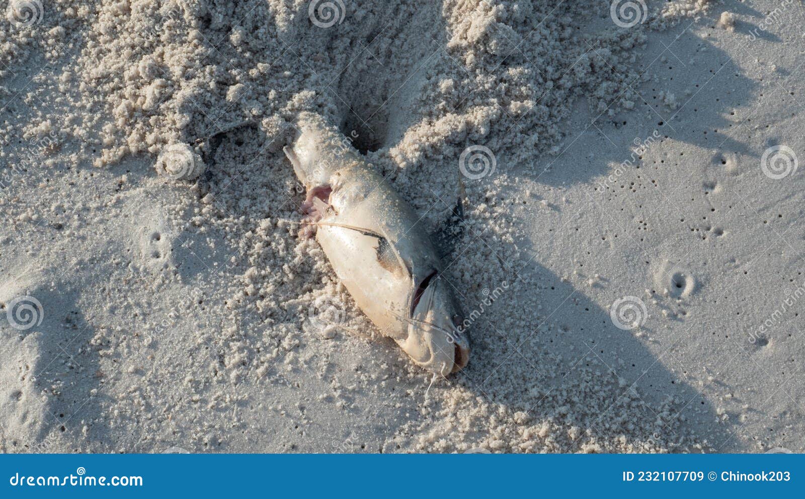Dead Catfish on the Beach from Red Tide Event Stock Image - Image of ...