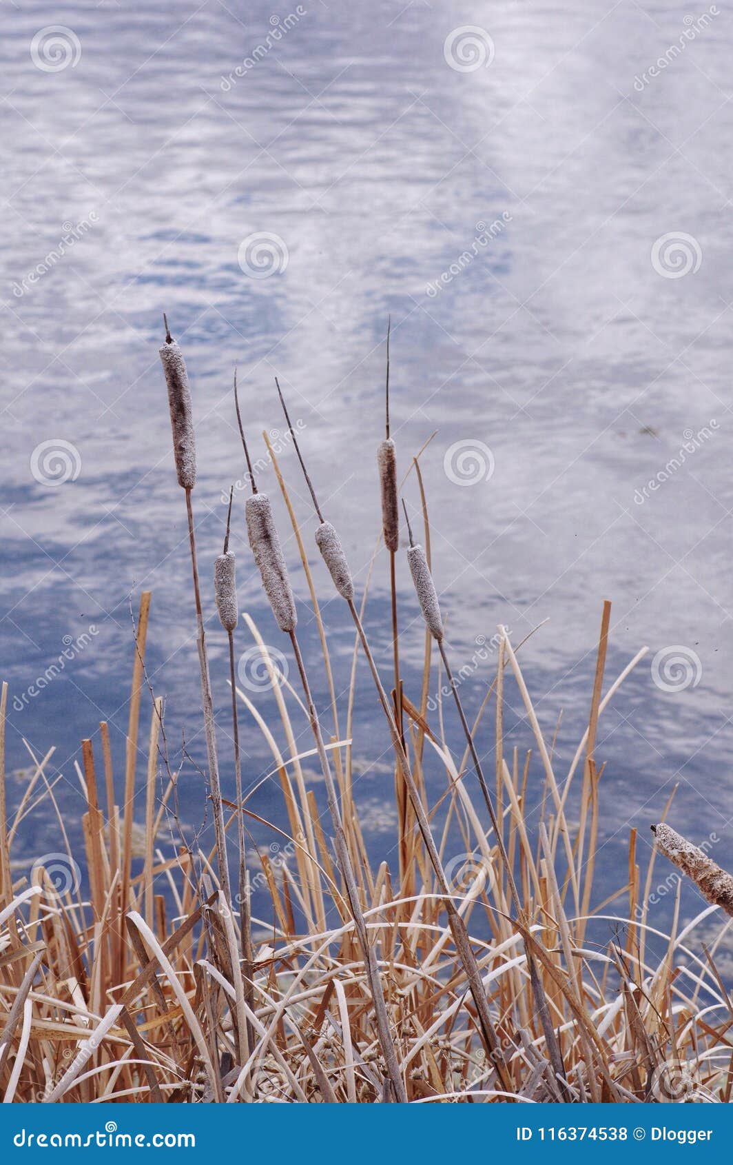 Dead cattails by pond stock photo. Image of dead, lake - 116374538
