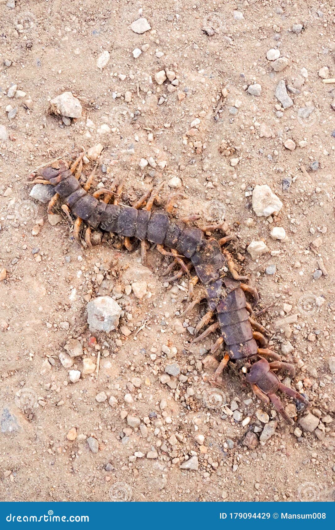 Dead Centipede on Sand Floor Stock Image - Image of soil, centipede ...
