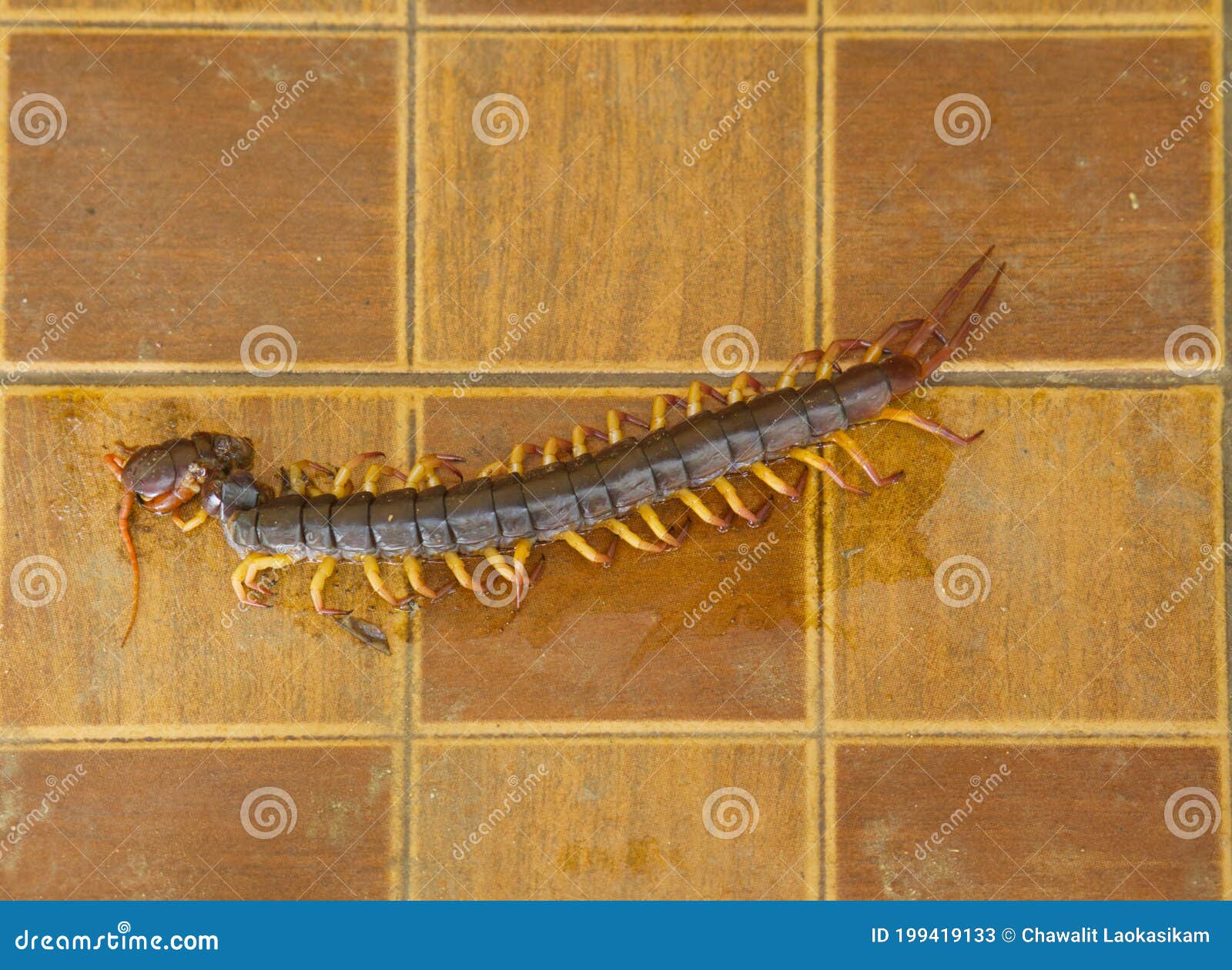 Dead centipede stock image. Image of crawling, head - 199419133