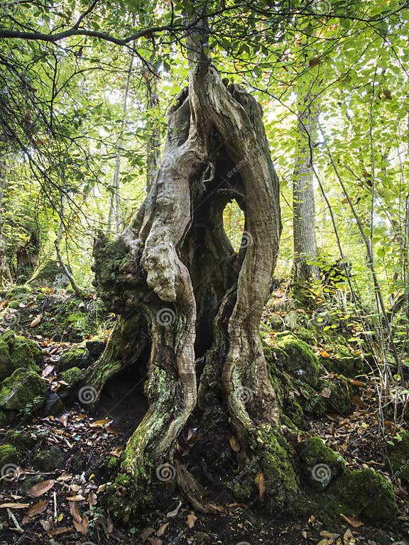 Dead Chestnut Tree in a Forest Stock Image - Image of woods, green ...