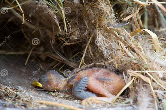Dead chick stock photo. Image of illness, dead, fauna, environment - 554424