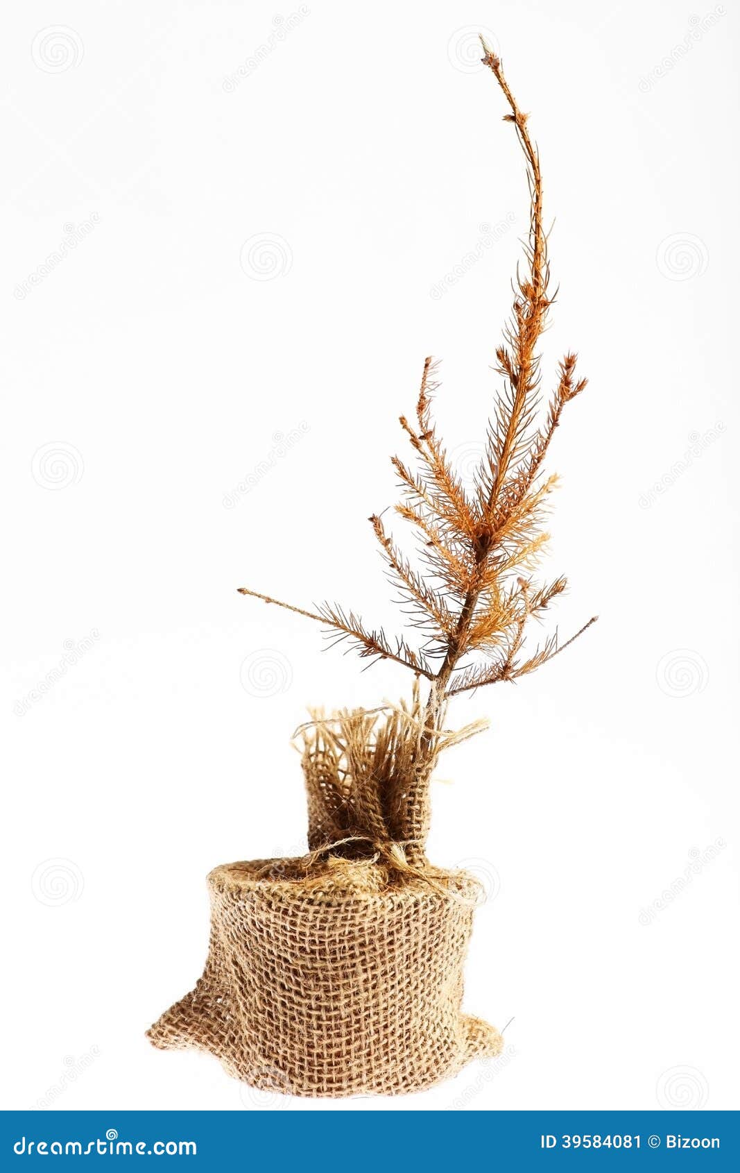 Dead Christmas tree stock image. Image of concept, isolated - 39584081
