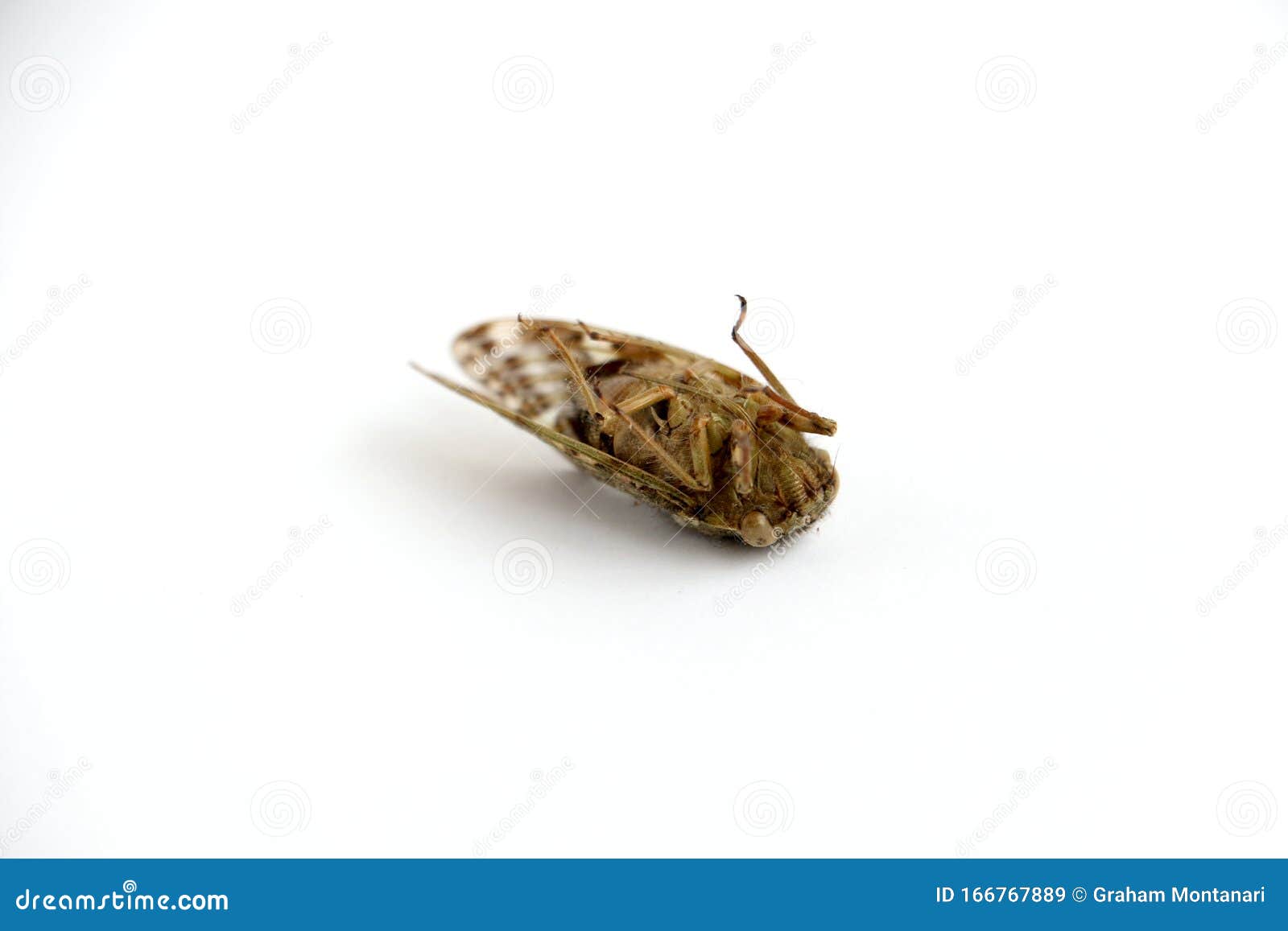 Dead Cicada bug stock image. Image of entomology, africa - 166767889