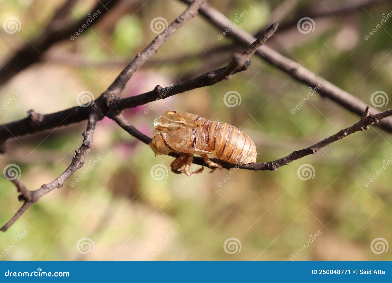 Dead Cicada on a Tree Branch Stock Image - Image of brown, dead: 250048771