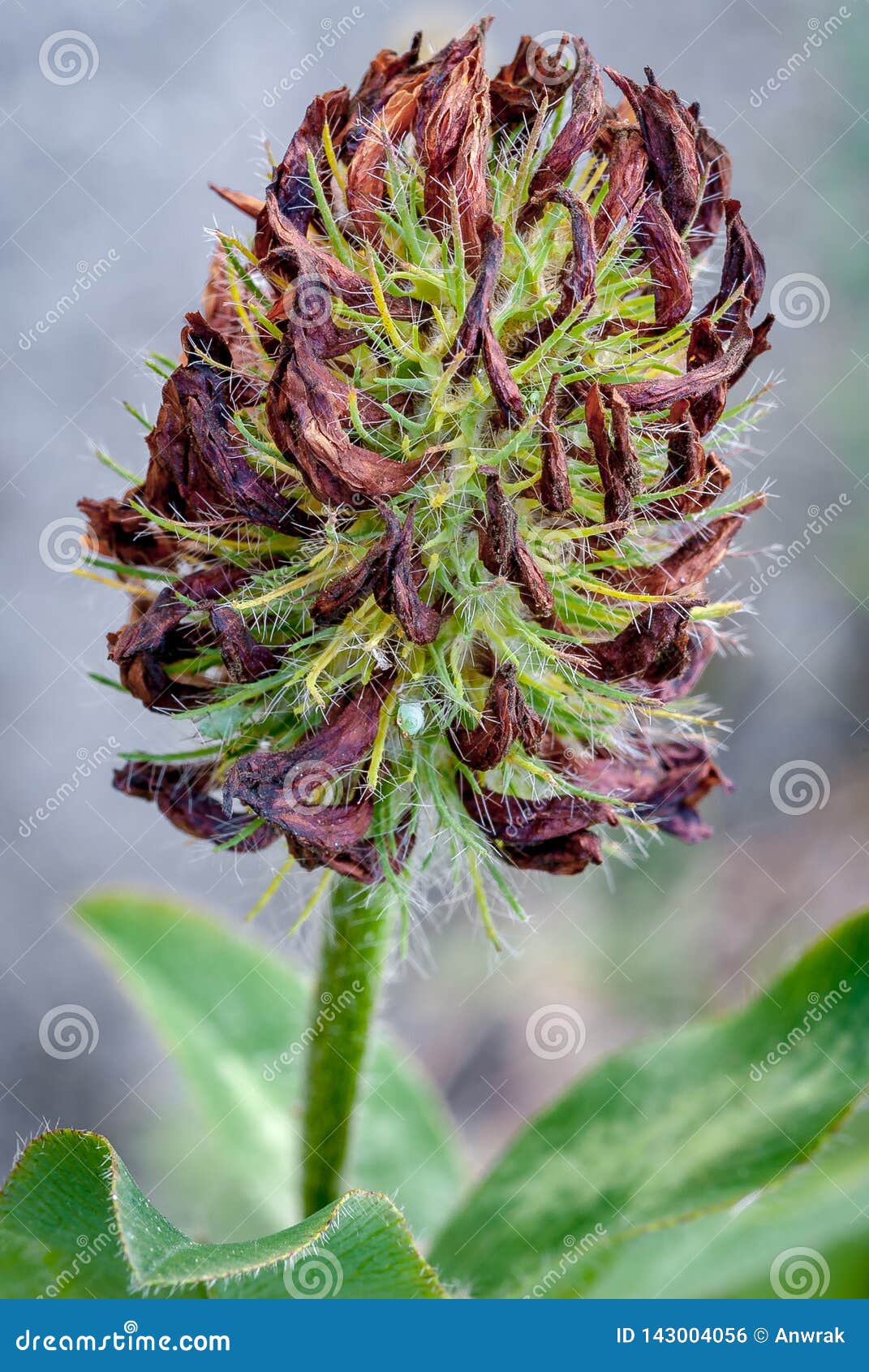 Dead Clover Flower and Green Stem Stock Photo - Image of green, flora ...