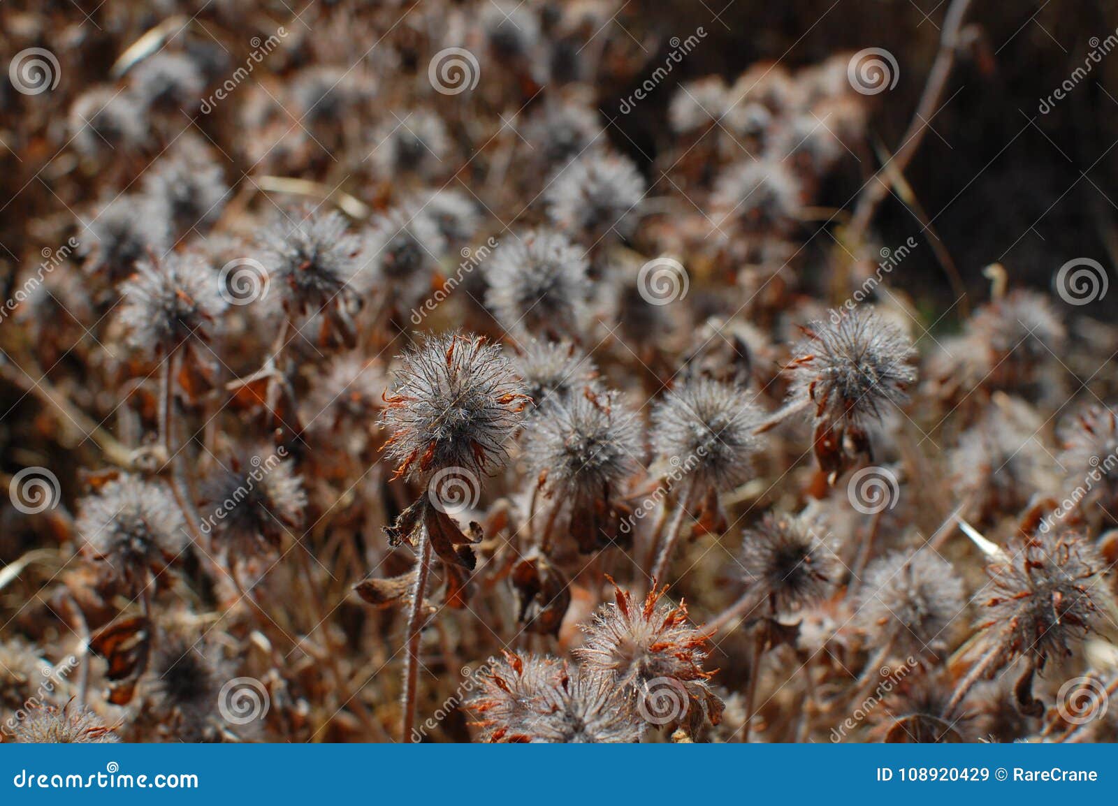 Dead clover flowers stock image. Image of meadow, plant - 108920429
