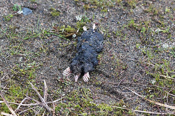 Dead coast mole stock photo. Image of nature, wildlife - 115474232