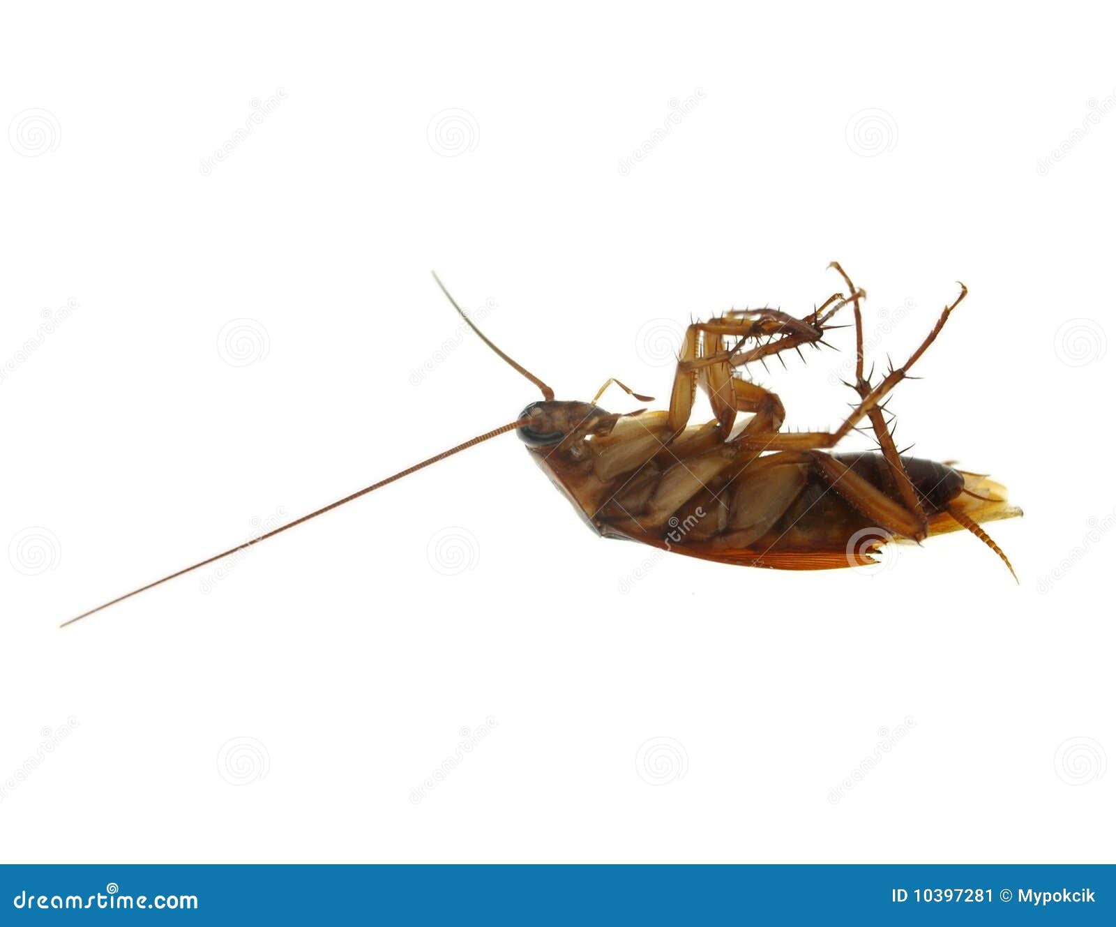 Dead Cockroach stock image. Image of body, crawly, isolated - 10397281