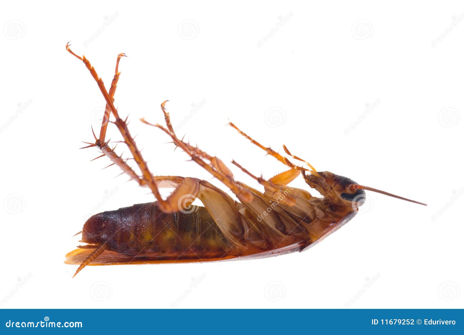 Dead Cockroach On The Floor Stock Photo | CartoonDealer.com #137073720