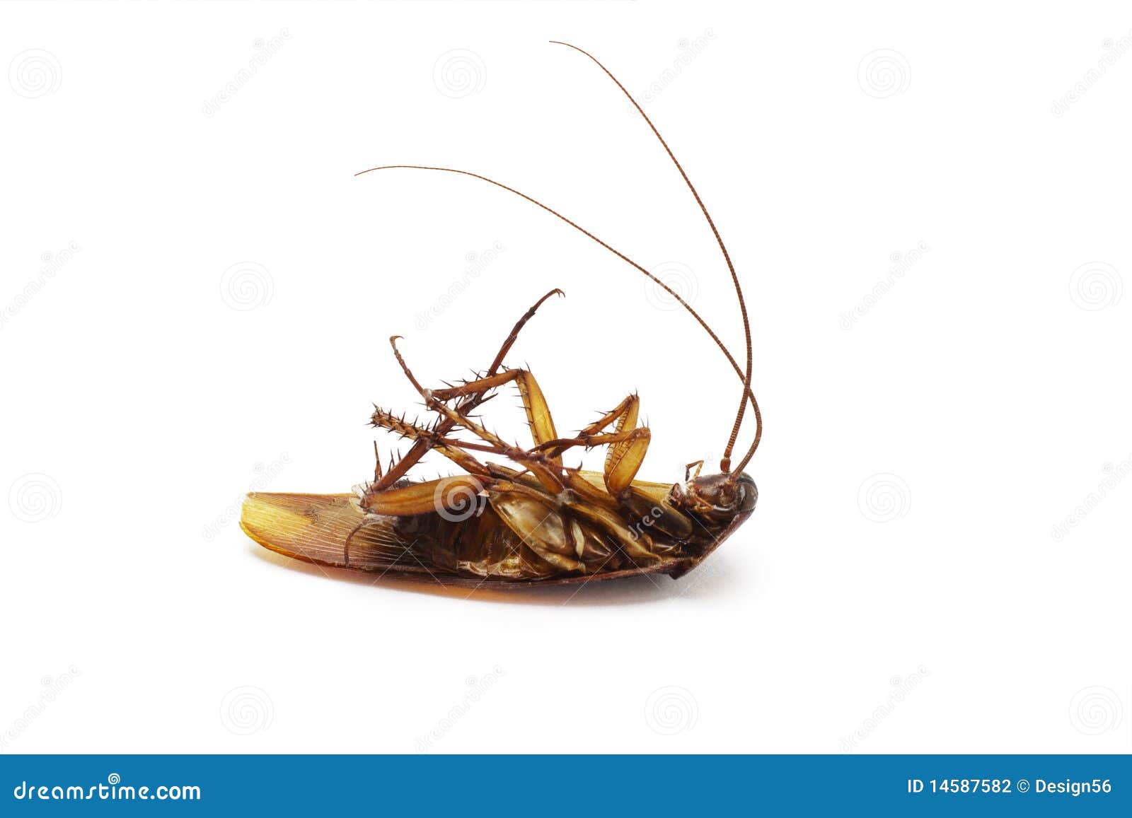 Dead Cockroach On A Plain White Background. Stock Photography ...