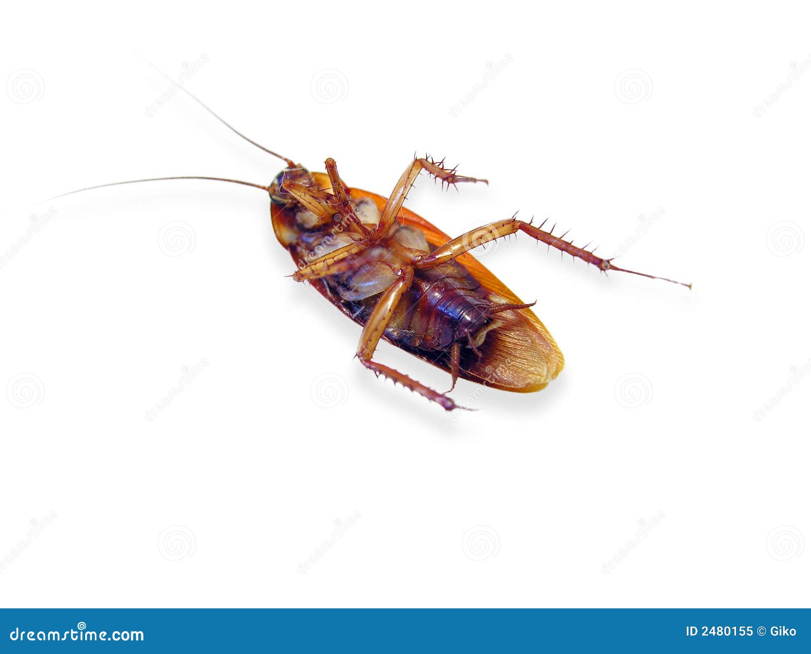 Dead Cockroach stock image. Image of effect, danger, cockroach - 2480155