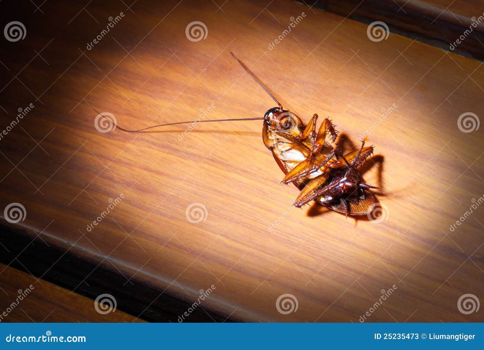 Dead Cockroach On Floor Stock Photography | CartoonDealer.com #26253770