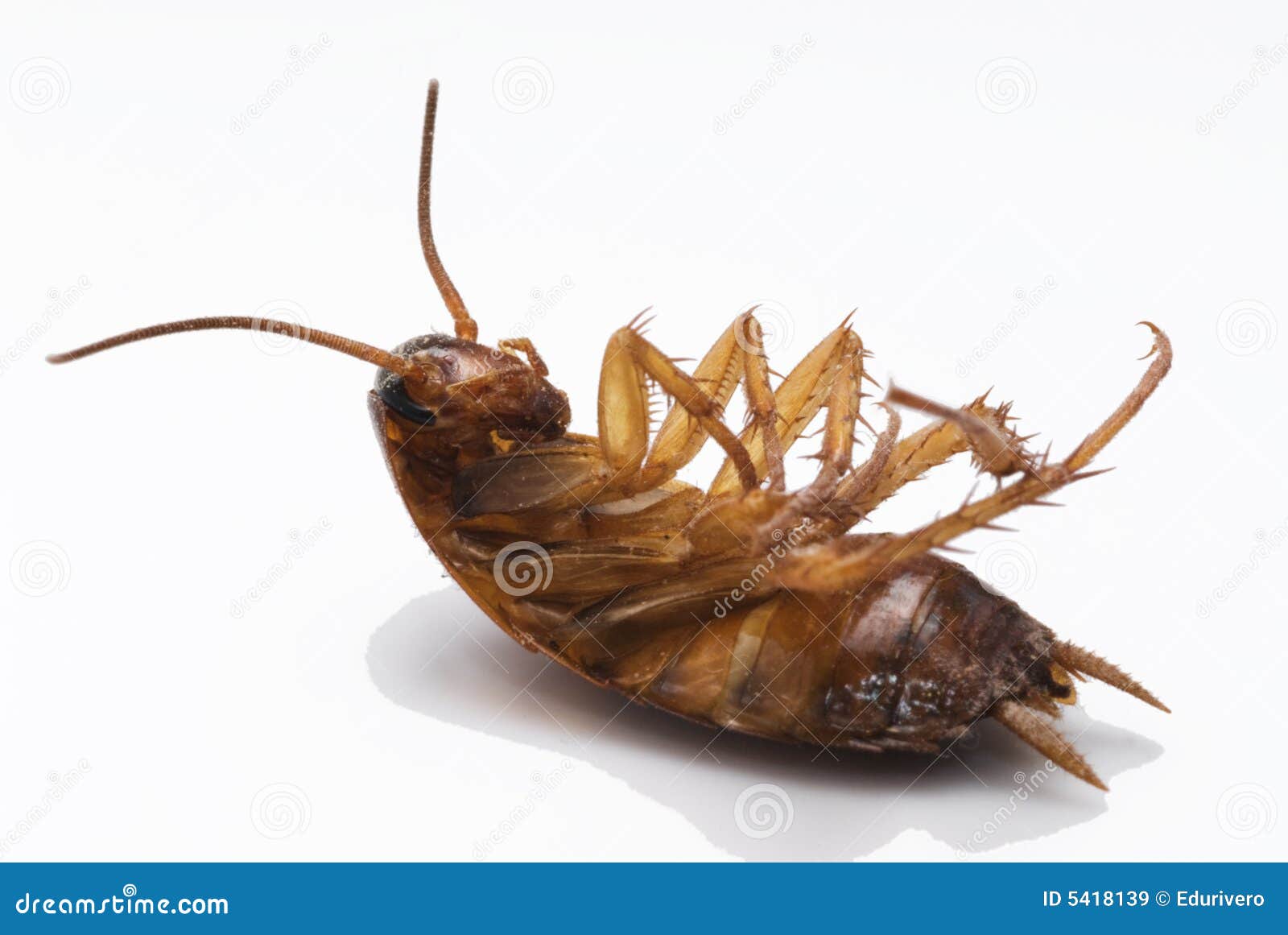 Dead Cockroach On Floor Stock Photography | CartoonDealer.com #26253770