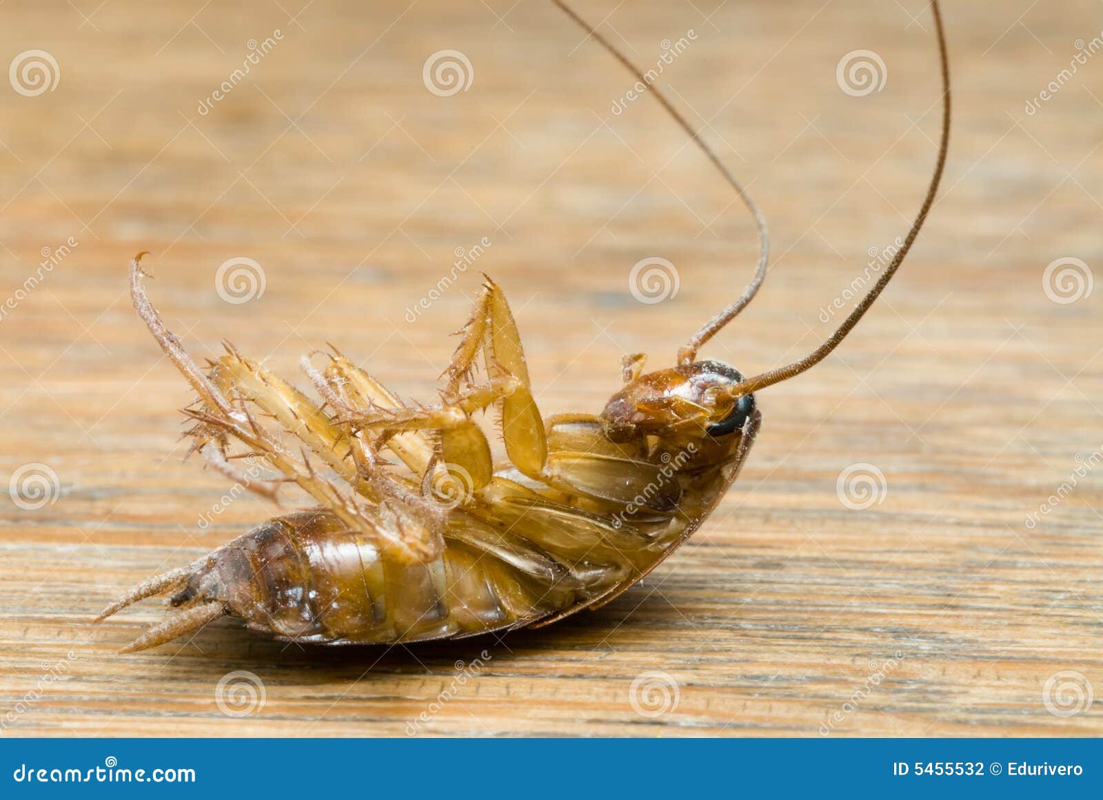 Dead Cockroach stock photo. Image of close, crawling, disgusting - 5455532