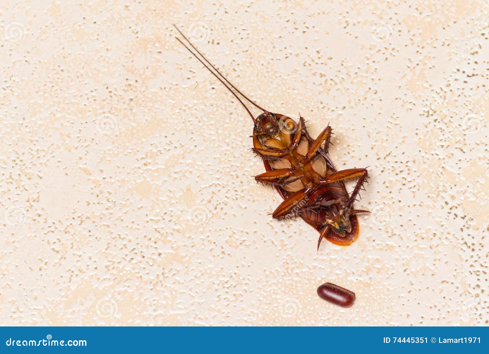 Dead Cockroach with Cockroach Eggs Stock Image - Image of hygiene ...