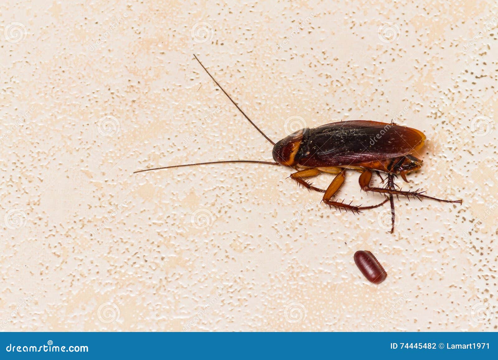 Two Cockroach Eggs And Stainless Steel Ruler In Inch International ...