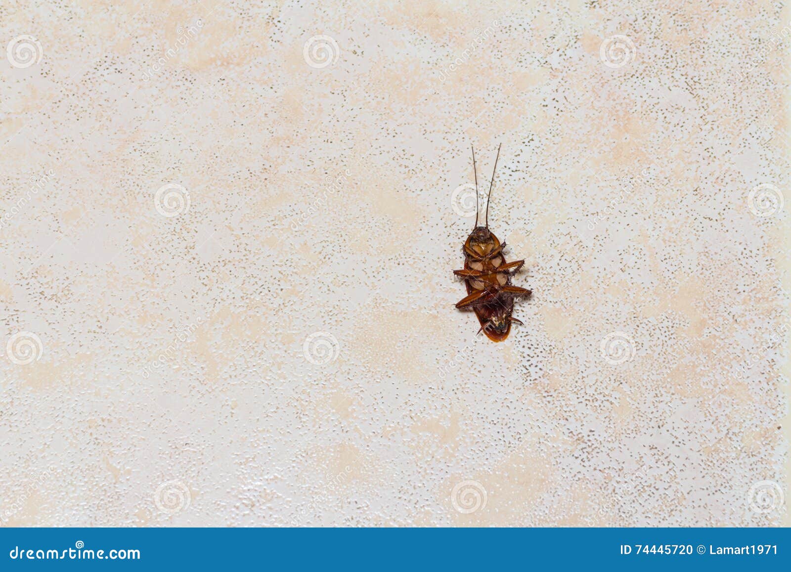 Two Cockroach Eggs And Stainless Steel Ruler In Centimeter Metric ...