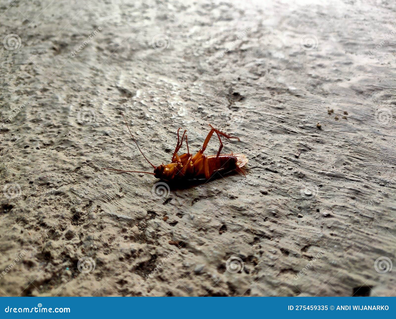 Dead cockroach condition stock image. Image of cockroach - 275459335