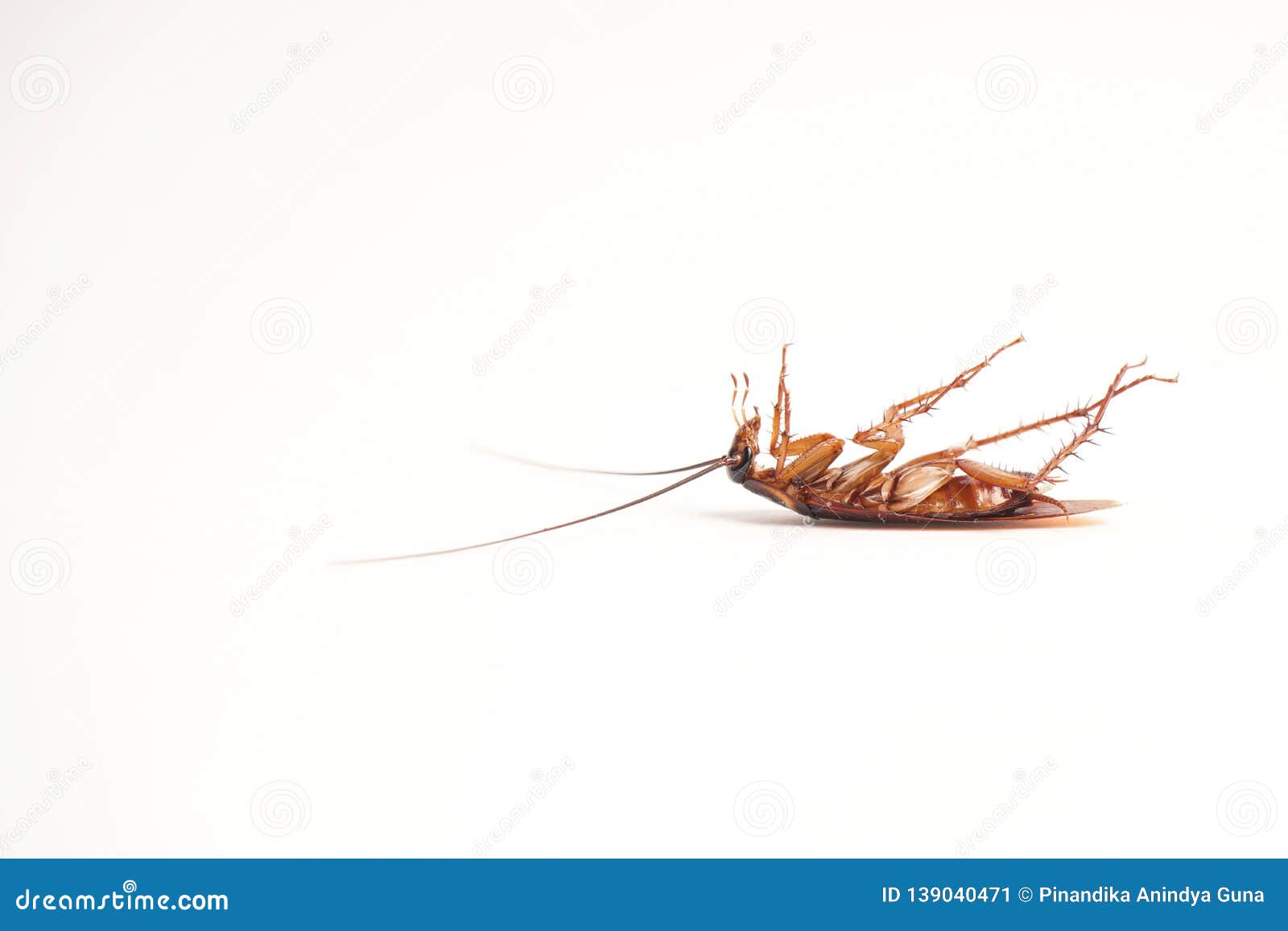 Dead cockroach stock image. Image of brown, supine, dirty - 139040471