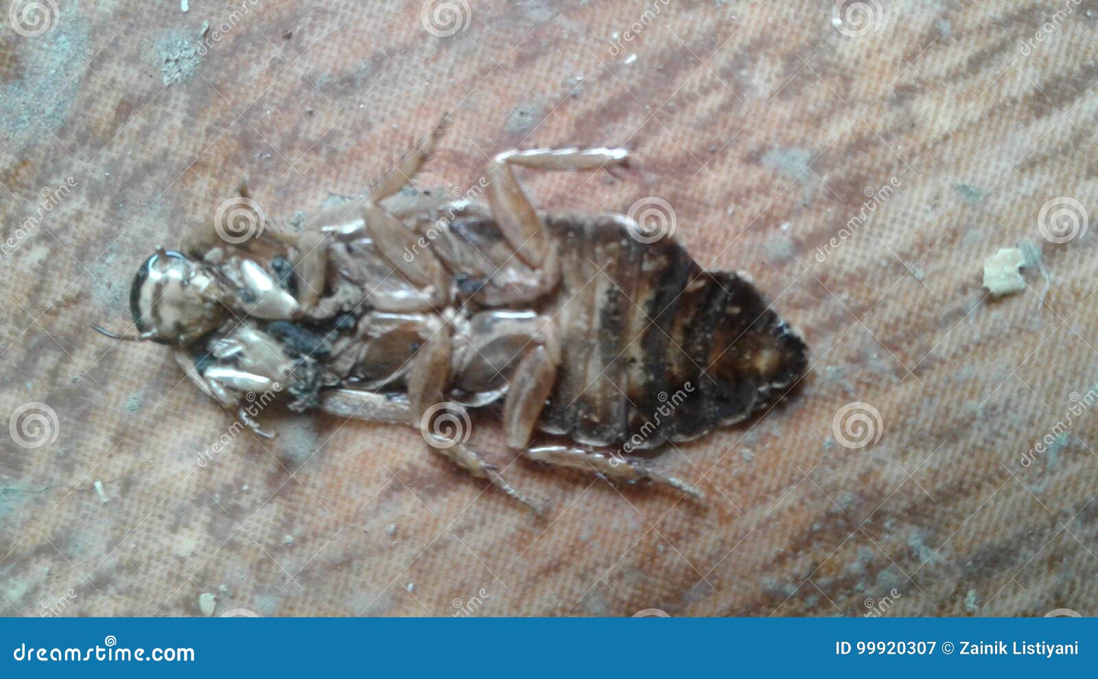 Dead cockroach stock image. Image of cockroach, dead - 99920307