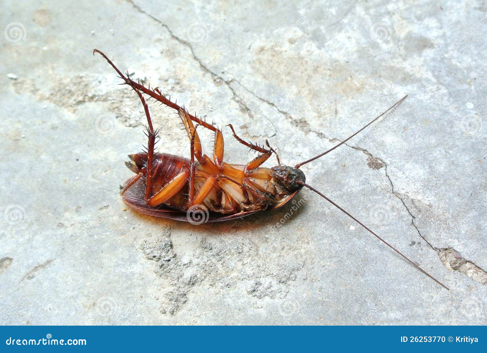 Dead Cockroach on floor stock photo. Image of hygiene - 26253770