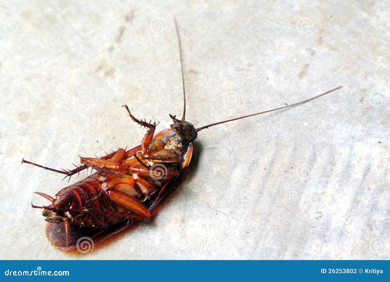 Dead Cockroach on floor stock photo. Image of disease - 26253802