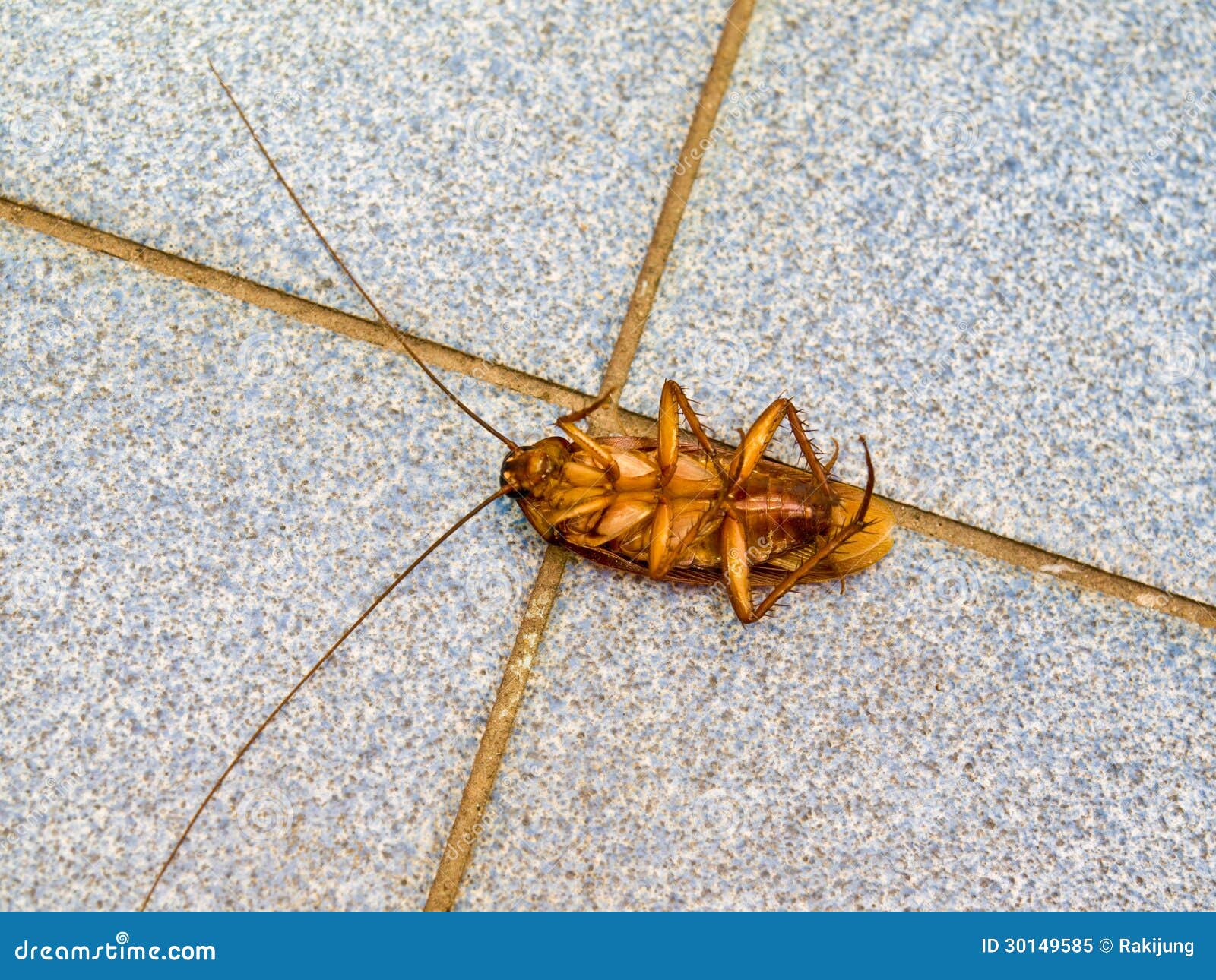 Dead cockroach stock image. Image of creeping, close - 30149585