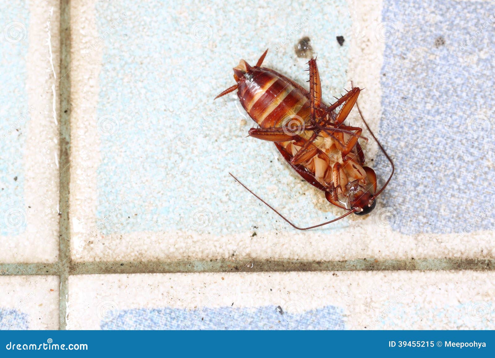 Dead of cockroach. stock image. Image of dirty, cockroach - 39455215