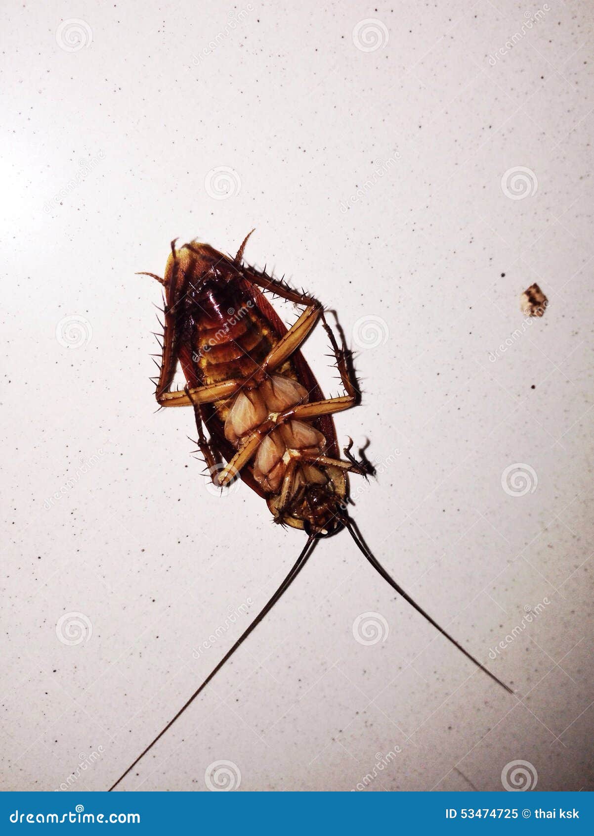 Dead cockroach. stock image. Image of life, kitchen, short - 53474725