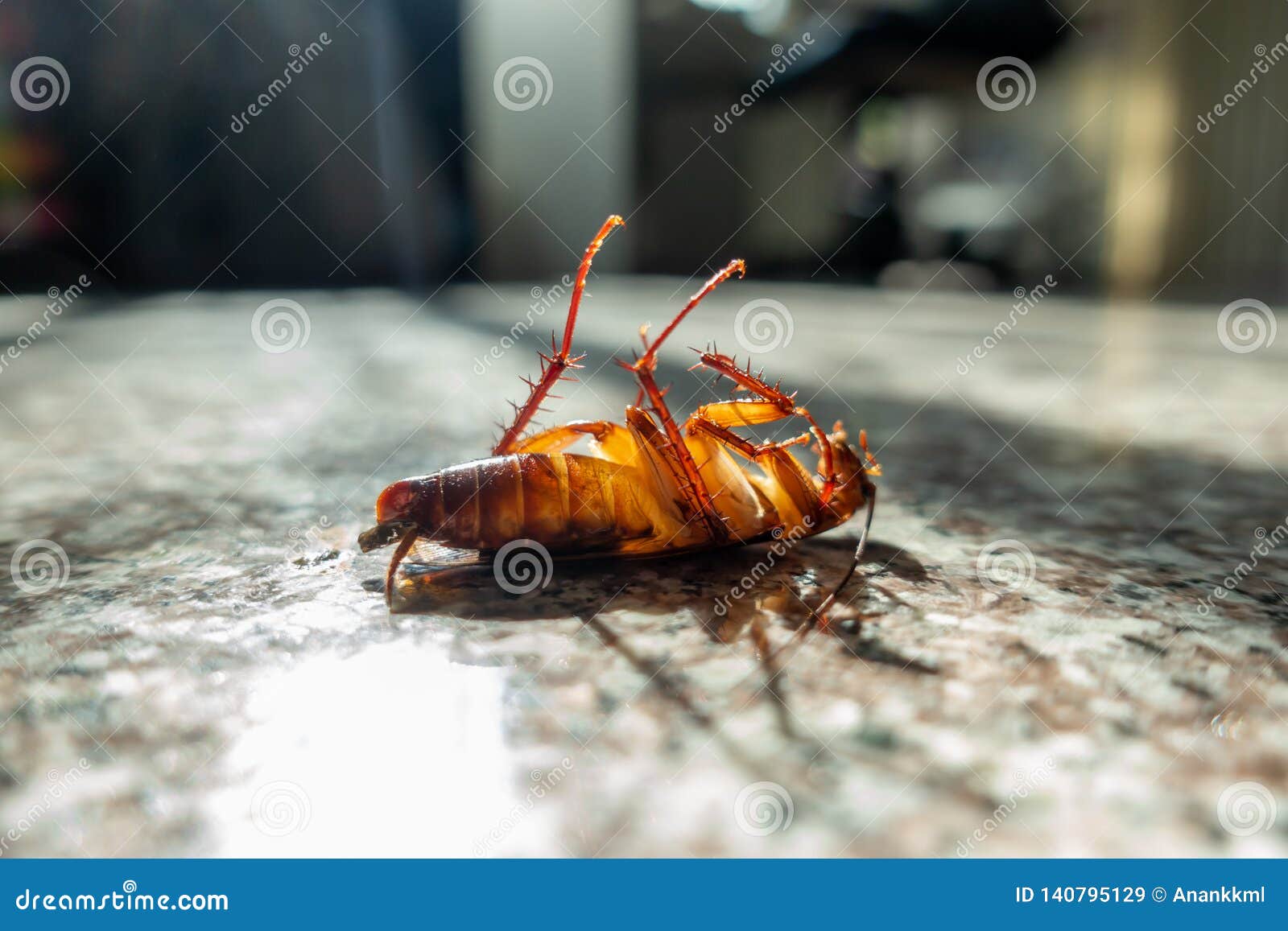 Dead cockroach on floor stock image. Image of kitchen - 140795129