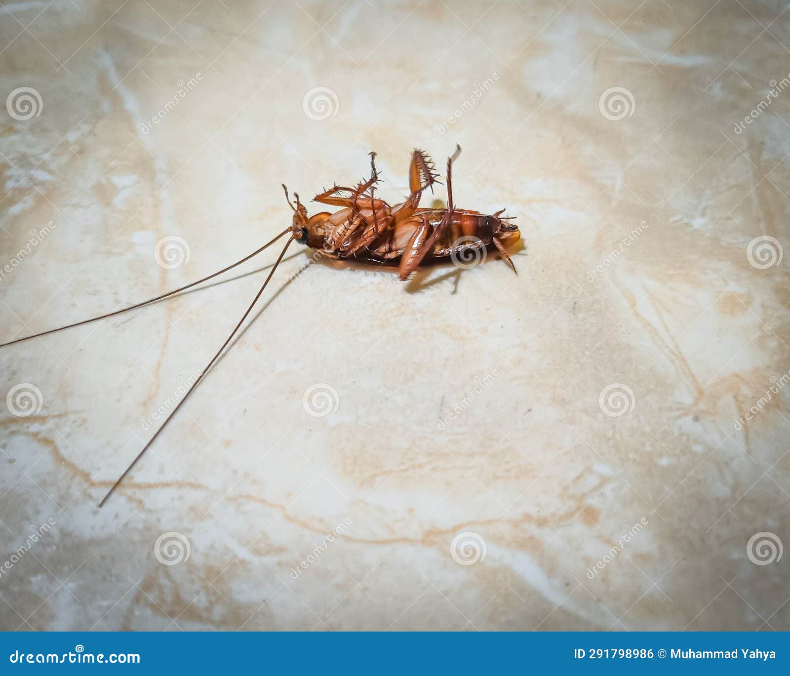 Dead Cockroach on the Floor Face Up Stock Photo - Image of close, dirty ...