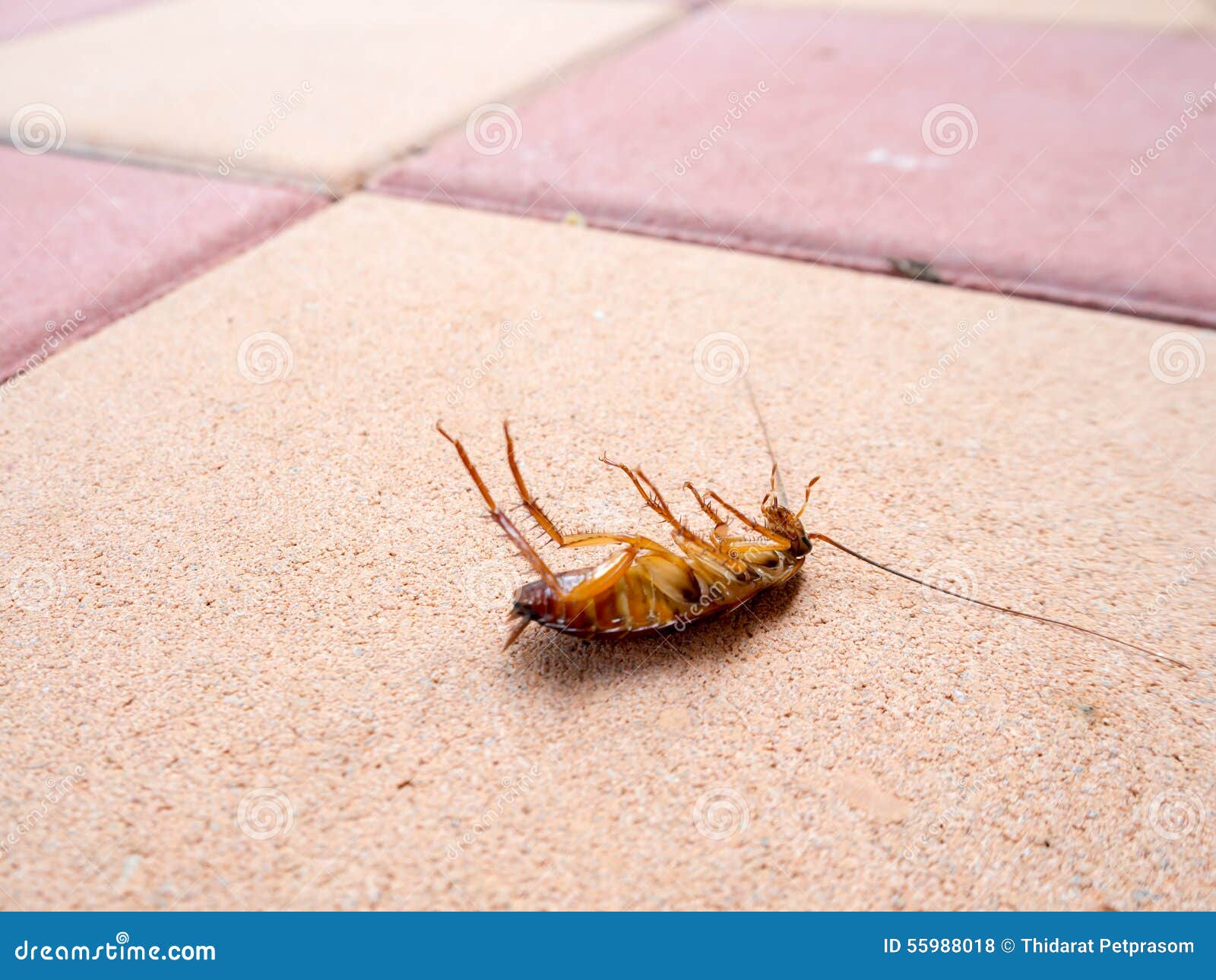 Dead Cockroach on the Floor in House Stock Photo - Image of body ...
