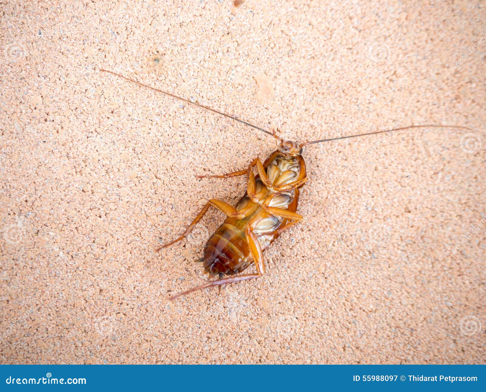 Dead Cockroach on the Floor in House Stock Image - Image of infestation ...
