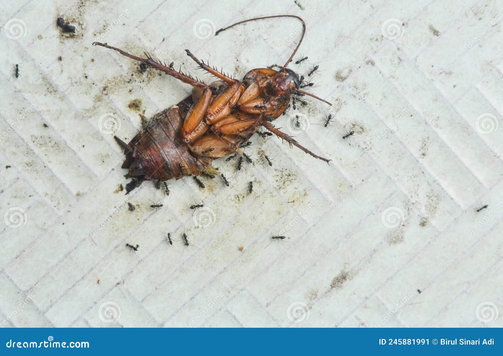 A Dead Cockroach on the Floor Stock Vector - Illustration of abdomen ...