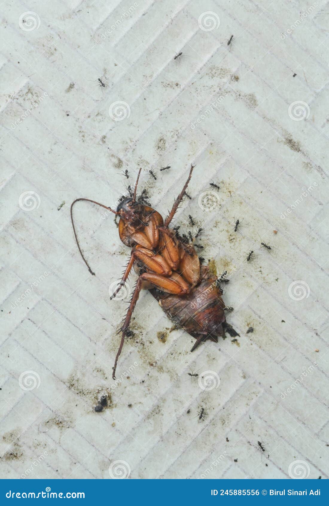 Dead Cockroach Lying On Its Back, Cartoon Flat Vector Illustration ...