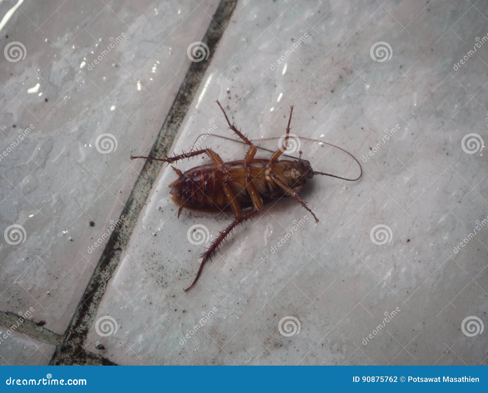 Dead cockroach on floor stock photo. Image of insects - 90875762