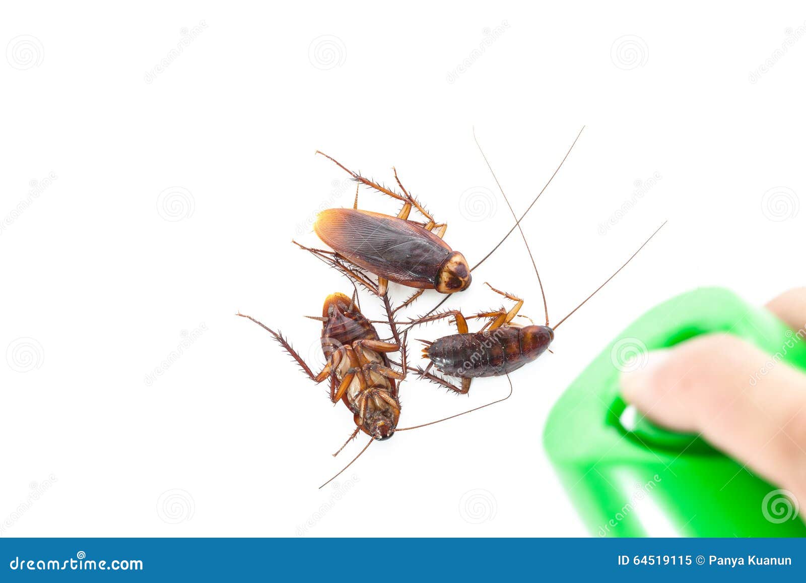 The Dead Cockroach, Hand Kill a Cockroach with Spray. Stock Image ...