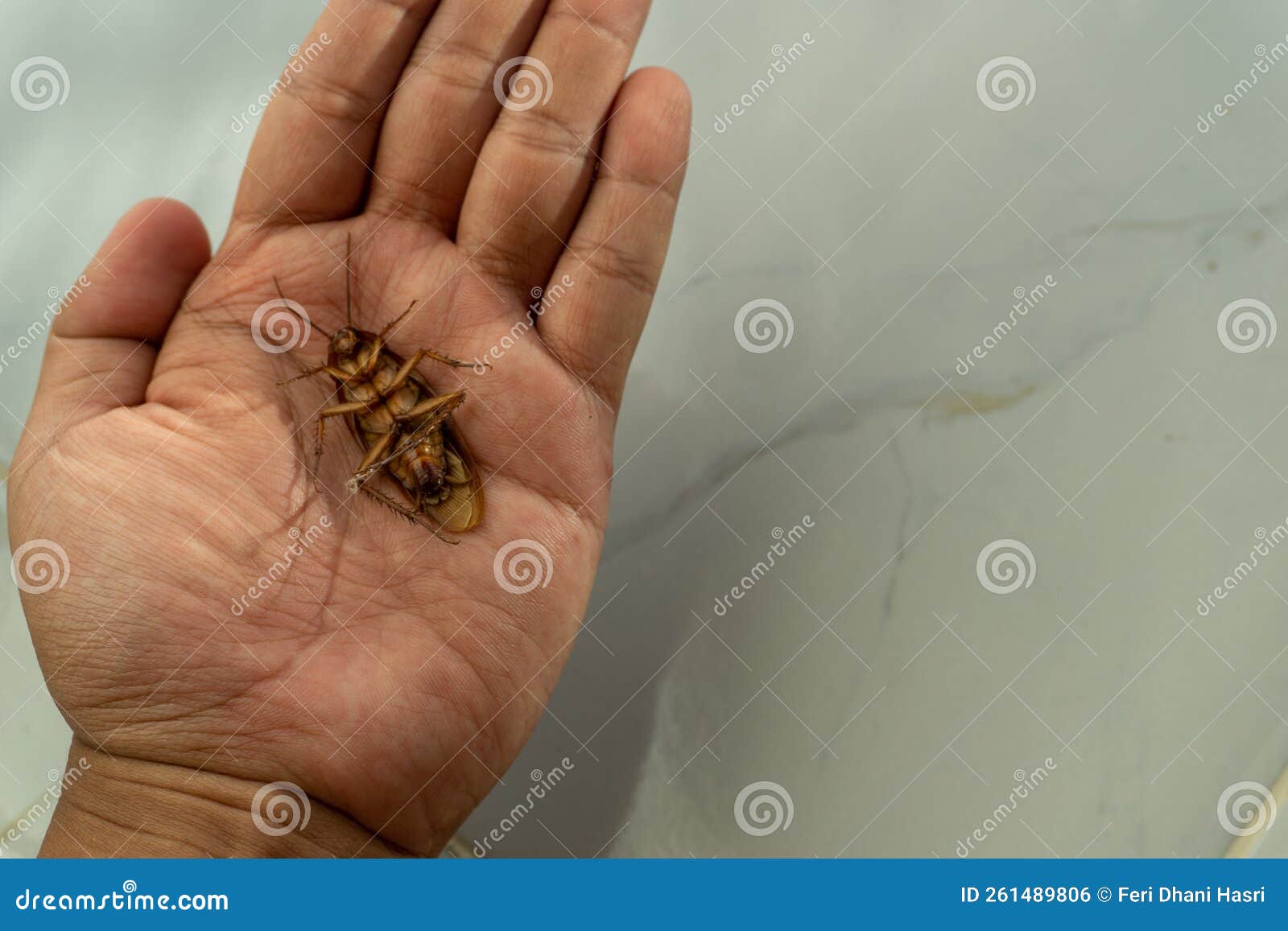 Dead Cockroach on Human Hand Stock Photo - Image of floor, cockroach ...
