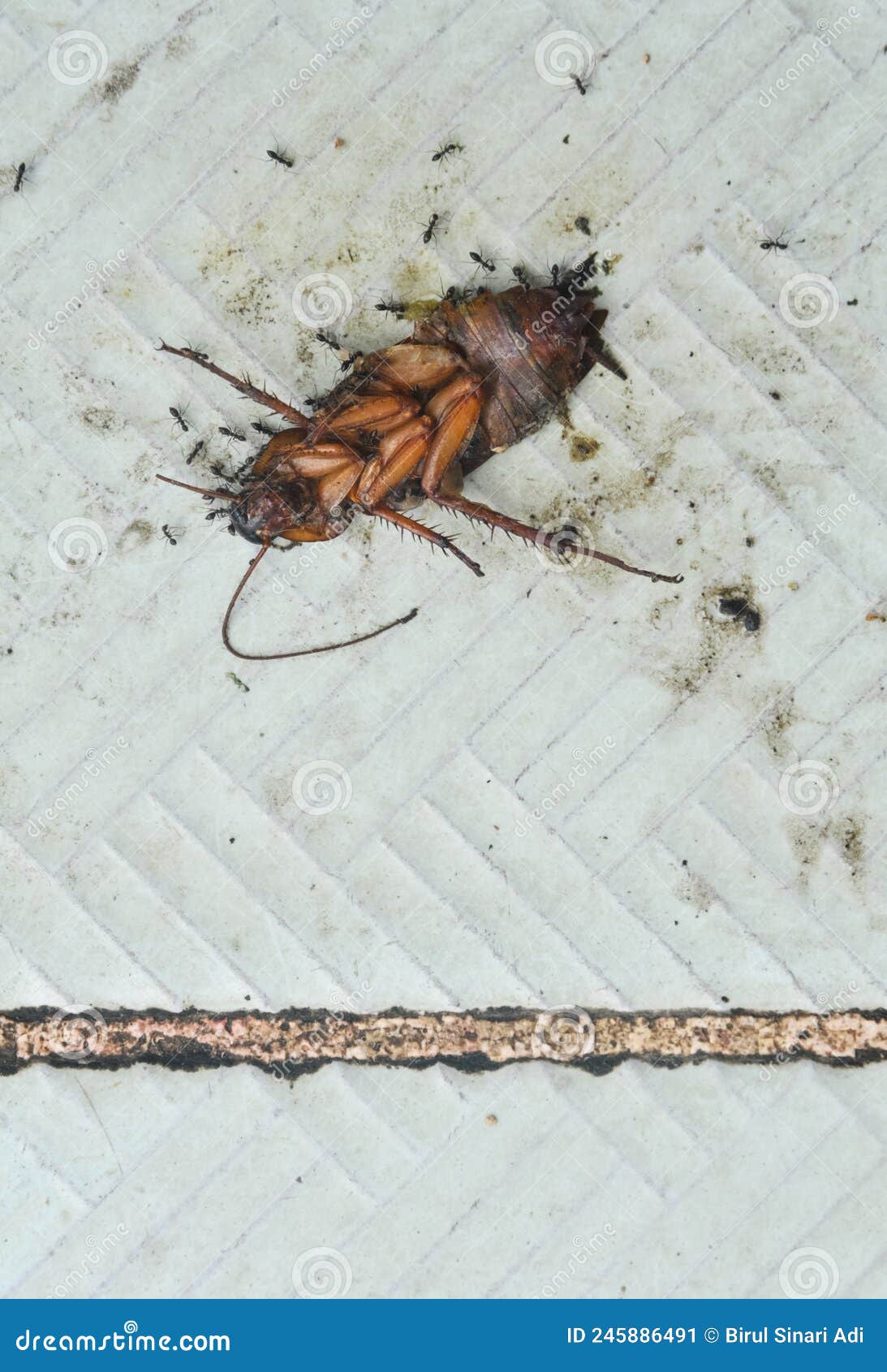 Dead Cockroach Lying On Its Back, Cartoon Flat Vector Illustration ...