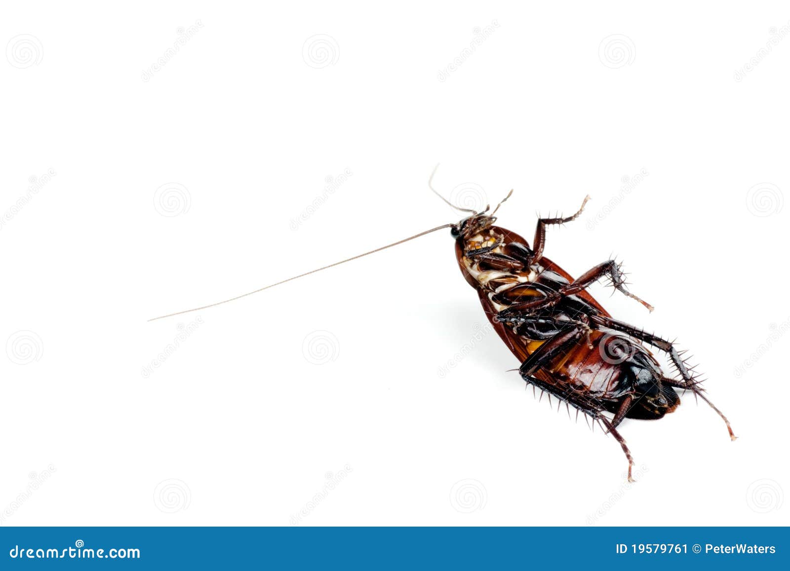Dead Cockroach Isolated on White Stock Image - Image of nocturnal ...