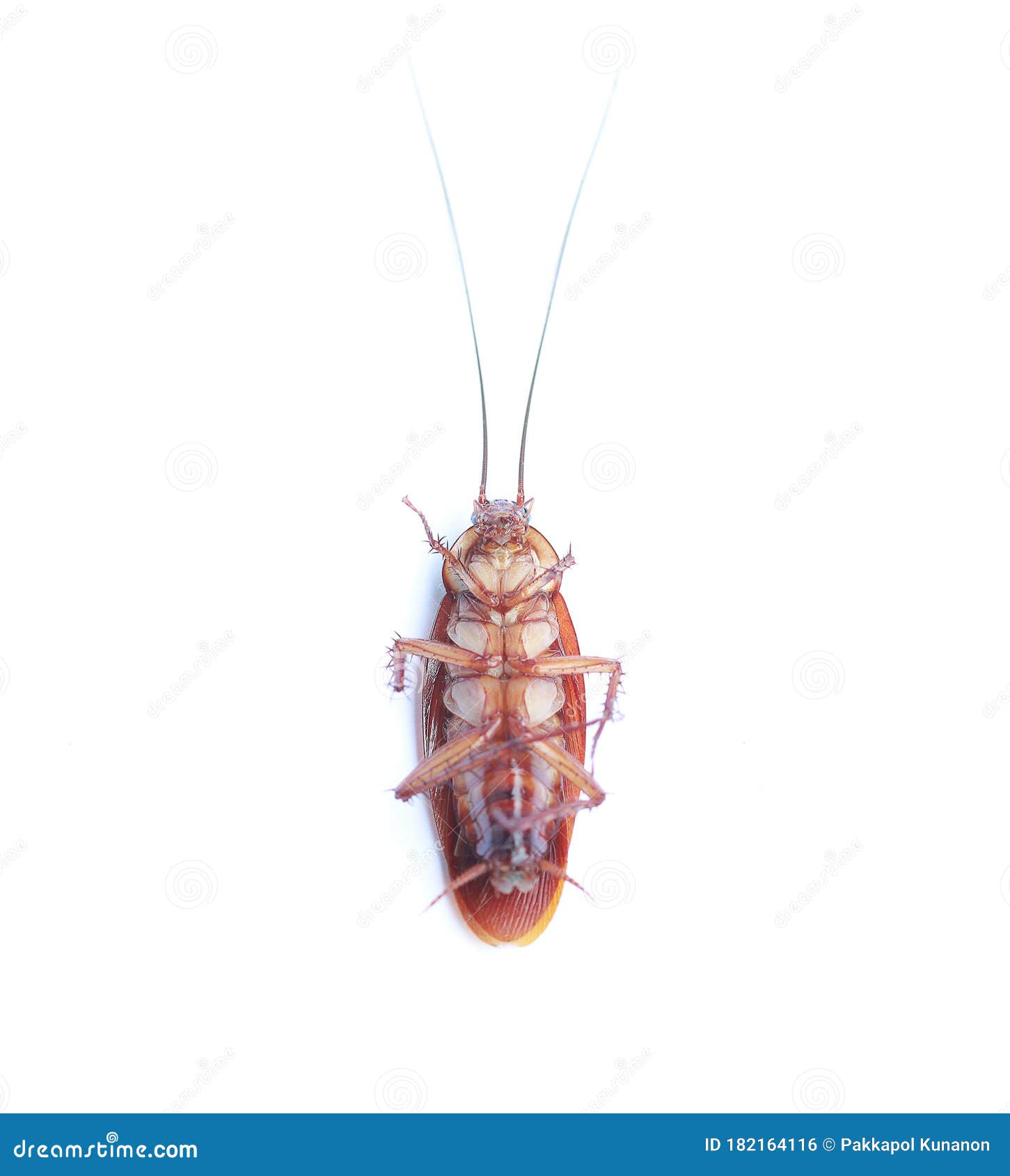 Dead cockroach stock photo. Image of health, creepy - 182164116