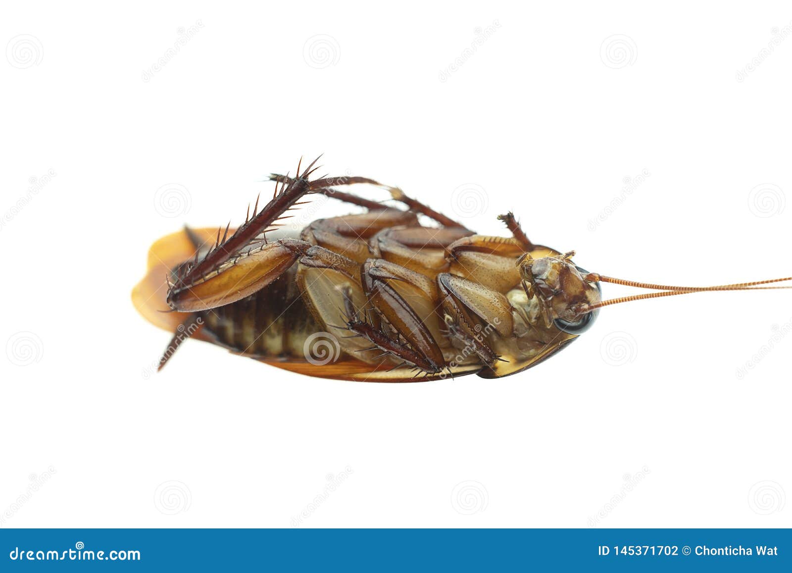 Dead Cockroach on White Background Stock Photo - Image of animal ...