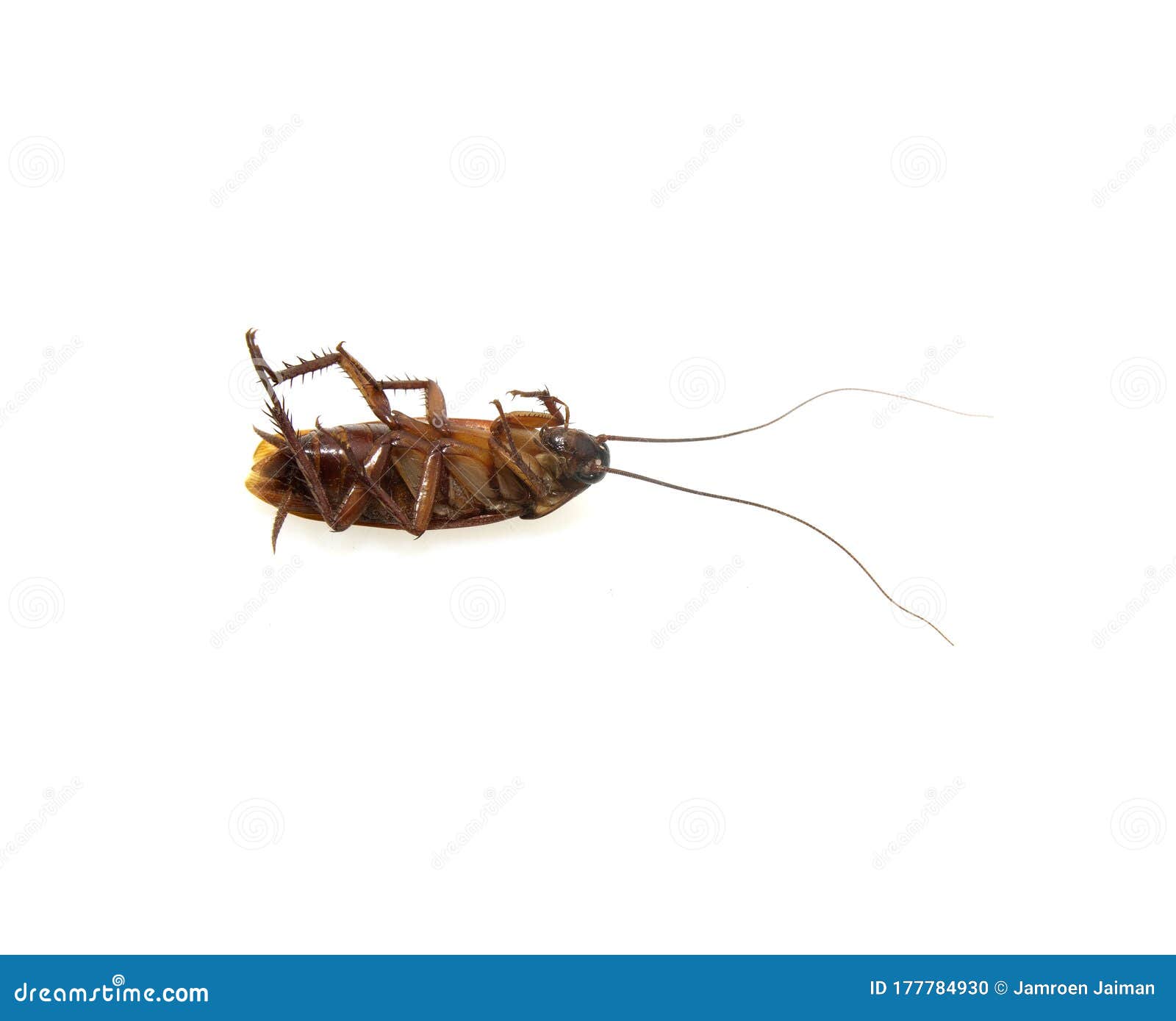 Dead Cockroach Isolated on a White Background Stock Photo - Image of ...