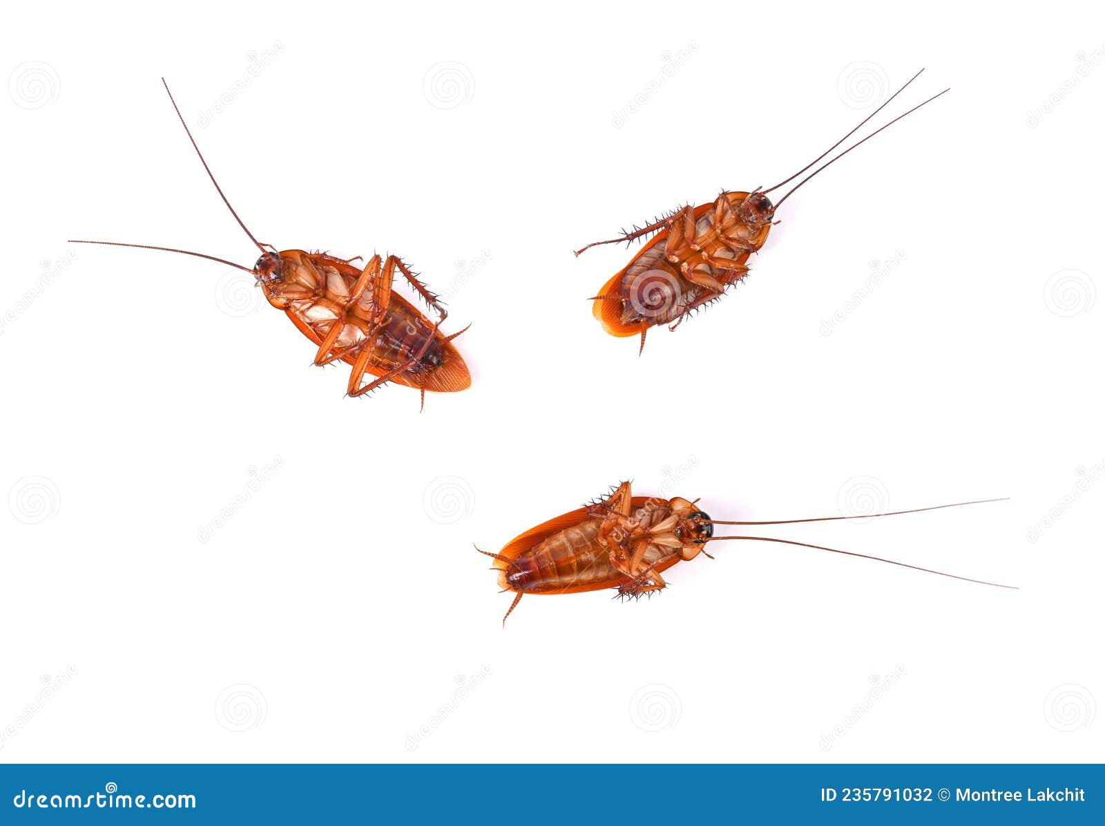 Cockroach Isolated on White Background. Top View Stock Photo - Image of ...