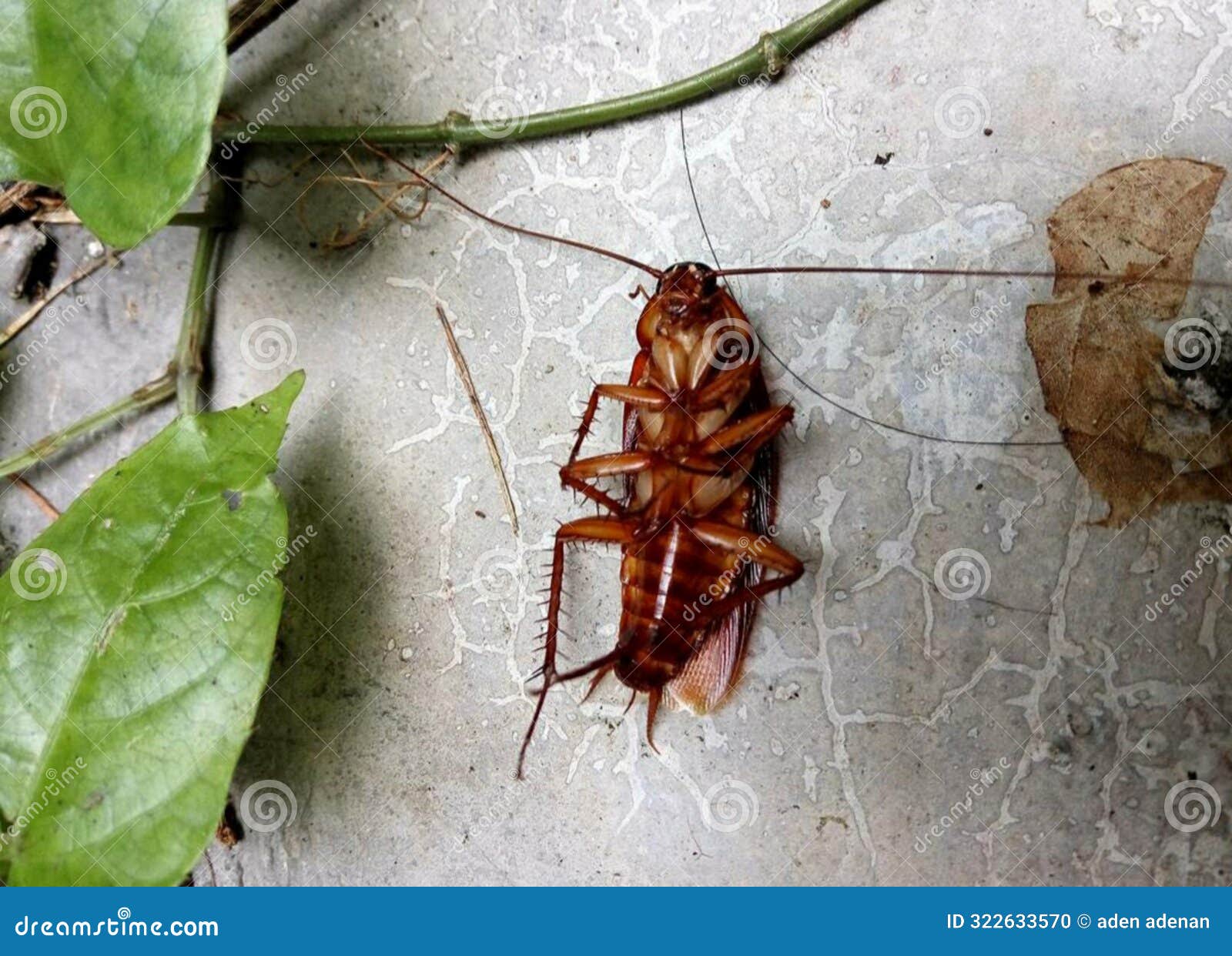 Dead Cockroach with Its Body Upside Down Stock Photo - Image of upside ...
