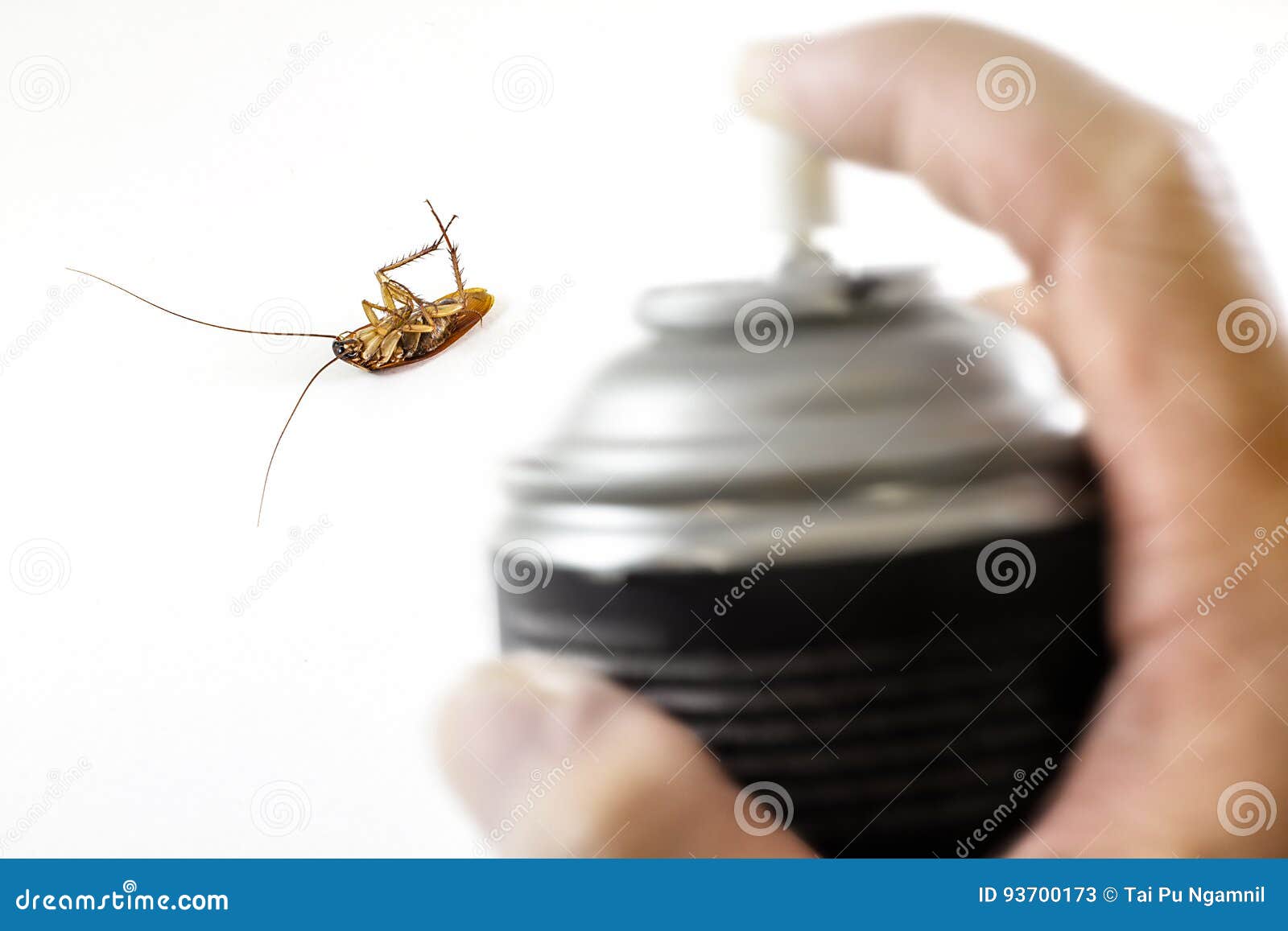 The Dead Cockroach, Killed by Pest Control with Black Spray in H Stock ...